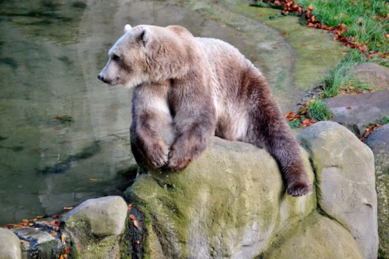 Grizzly and polar bear hybrid appeared in the North