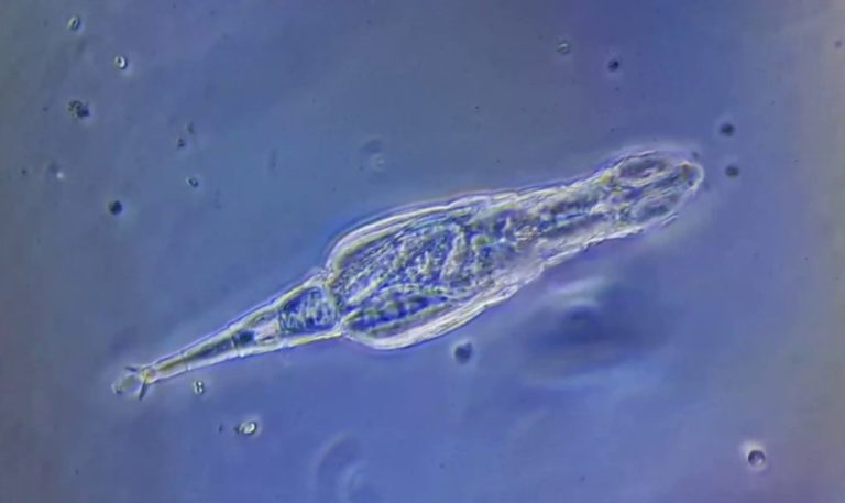 Scientists revived prehistoric worms from permafrost